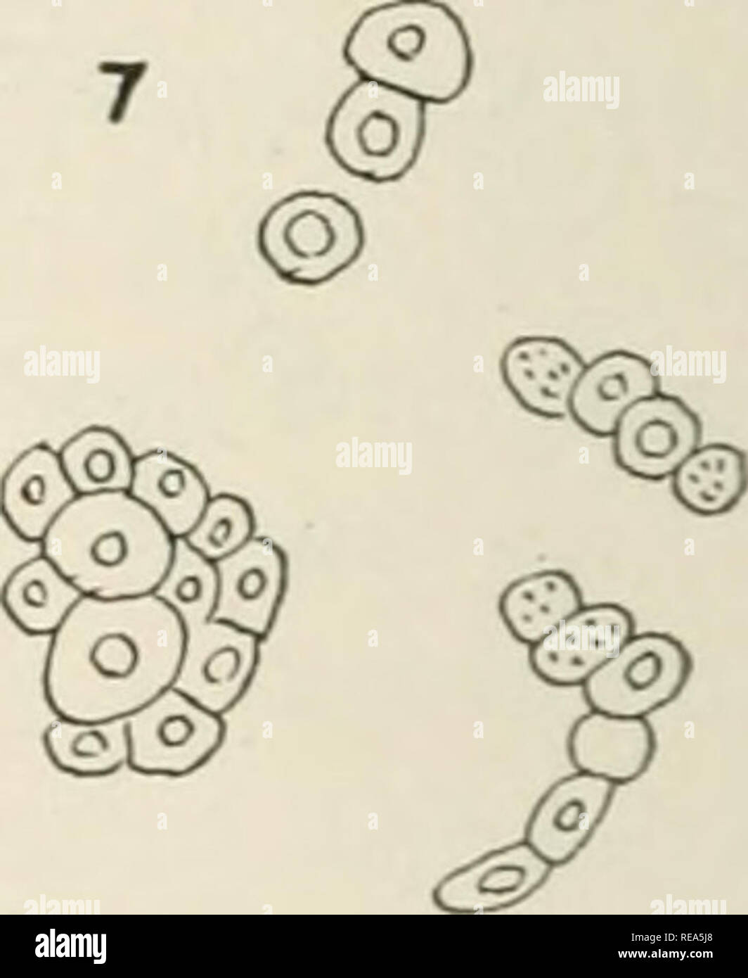 . Contributions from the New York Botanical Garden. Plants. ^#®g ...