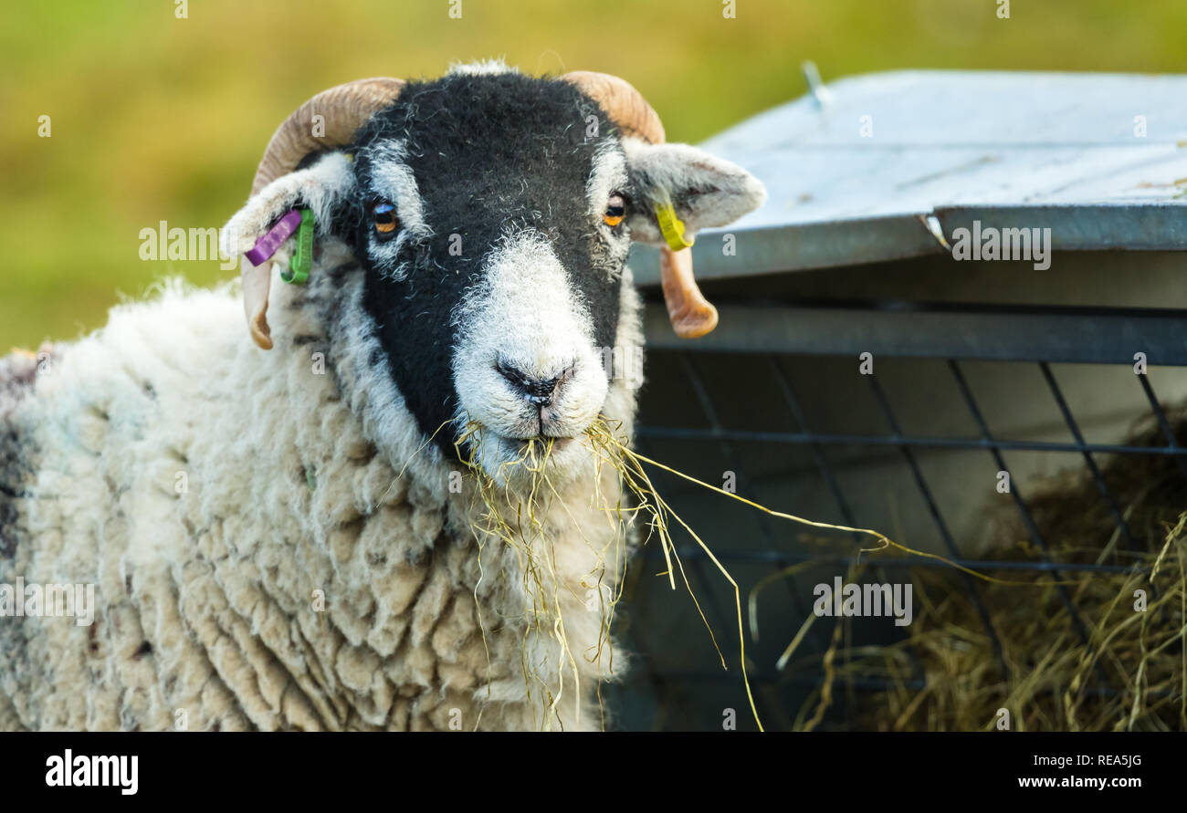 Swaledale Ewe (female sheep) n the Yorkshire Dales, England, UK Facing ...