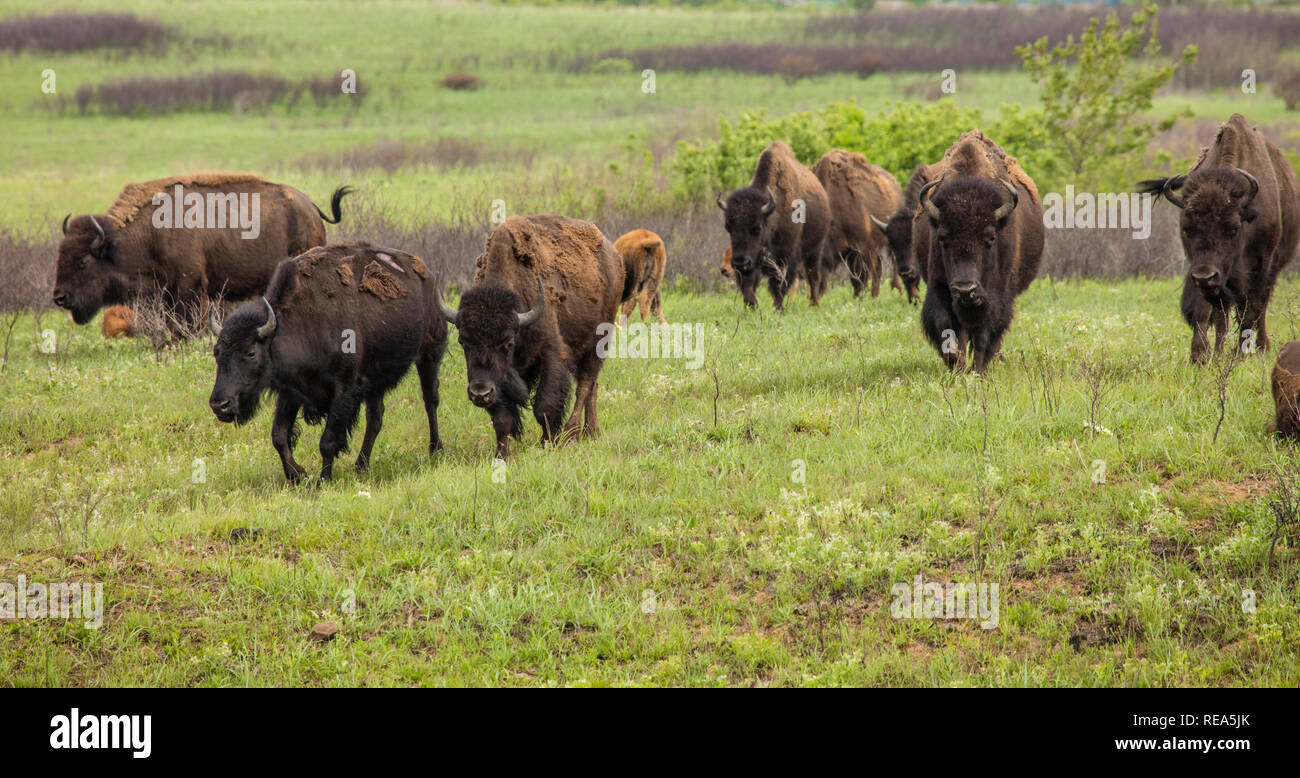 American bison (incorrectly referred to as a "buffalo") at the Maxwell ...