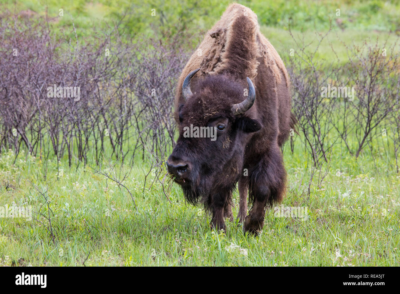 American bison (incorrectly referred to as a "buffalo") at the Maxwell ...