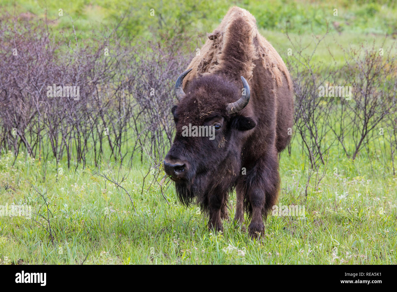 North american extinct wildlife hi-res stock photography and images - Alamy