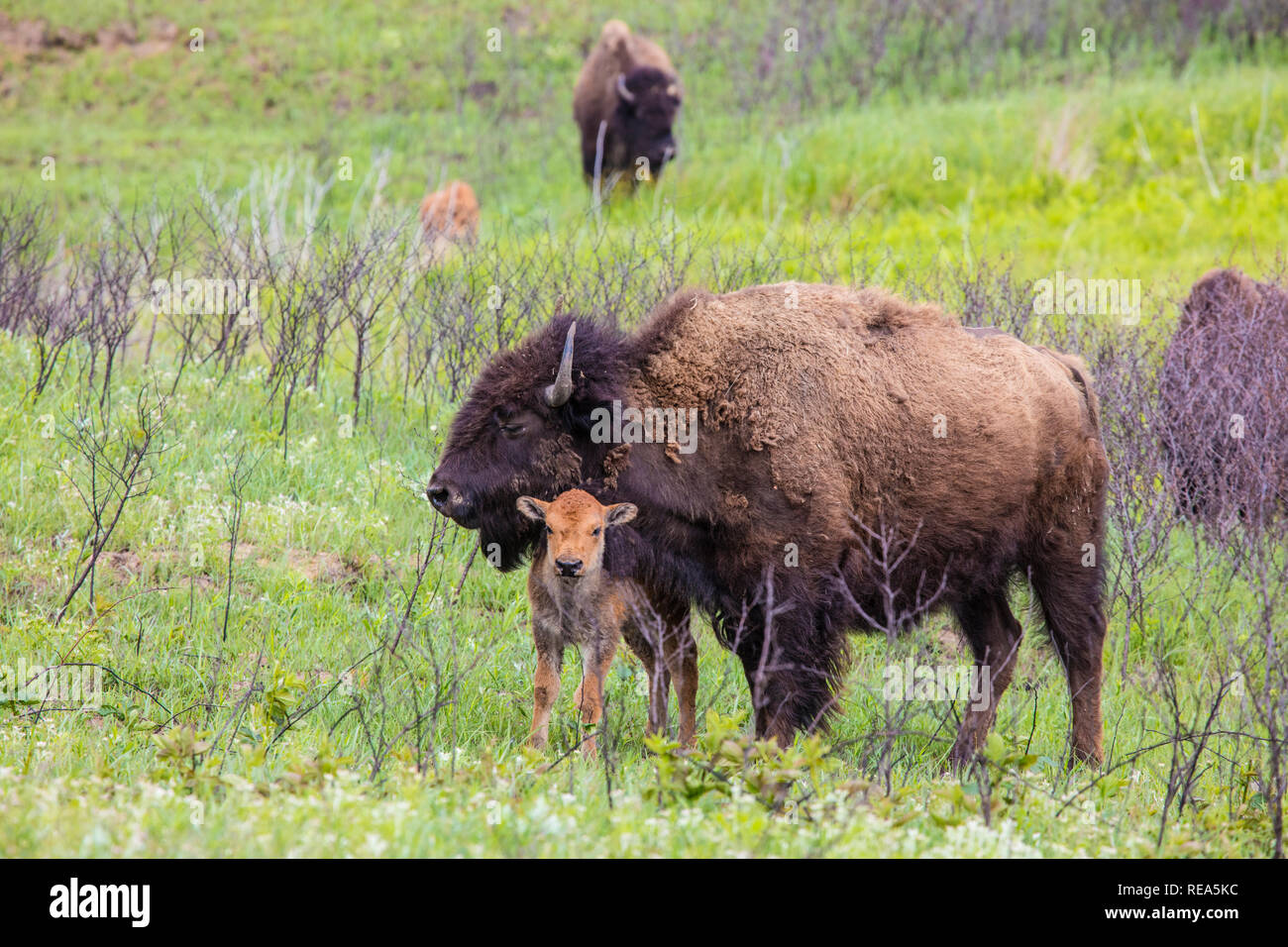 North american extinct wildlife hi-res stock photography and images - Alamy