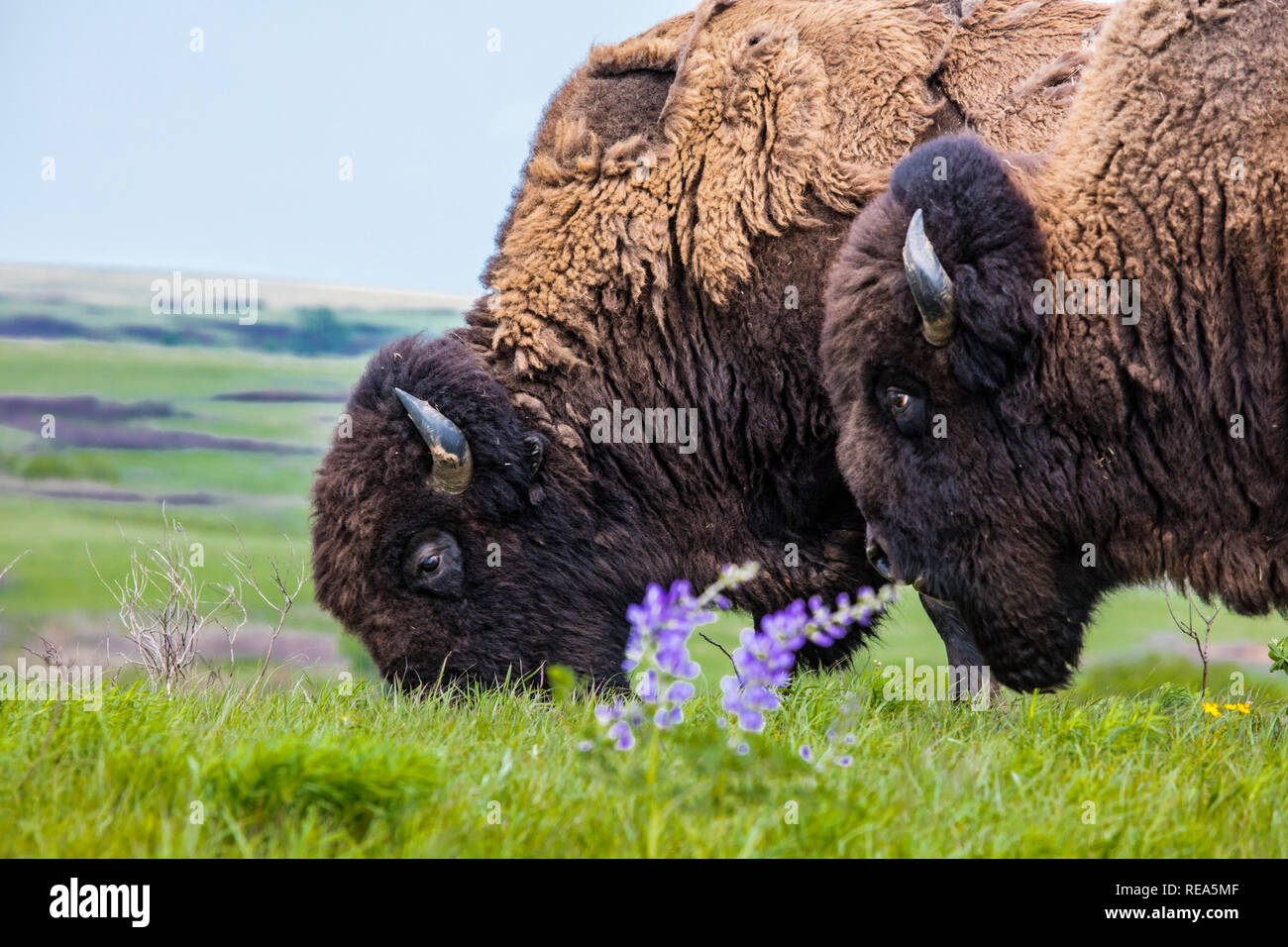 American bison (incorrectly referred to as a "buffalo") at the Maxwell ...