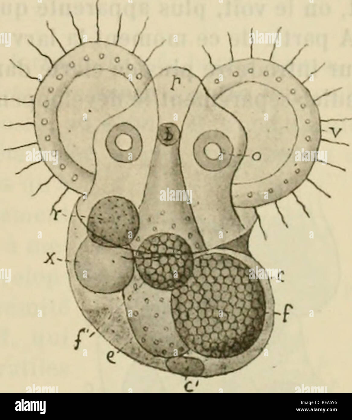 Gasteropodes a coquille hi-res stock photography and images - Alamy
