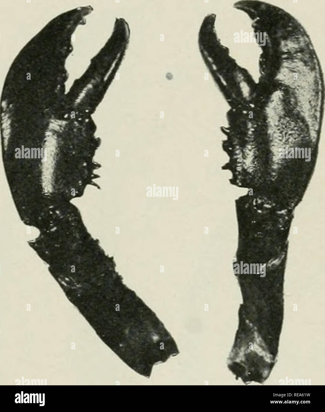 . Contributions. Biology. 24 25 26 27 Plate VII Figs. 24-27 {Page 121 ...