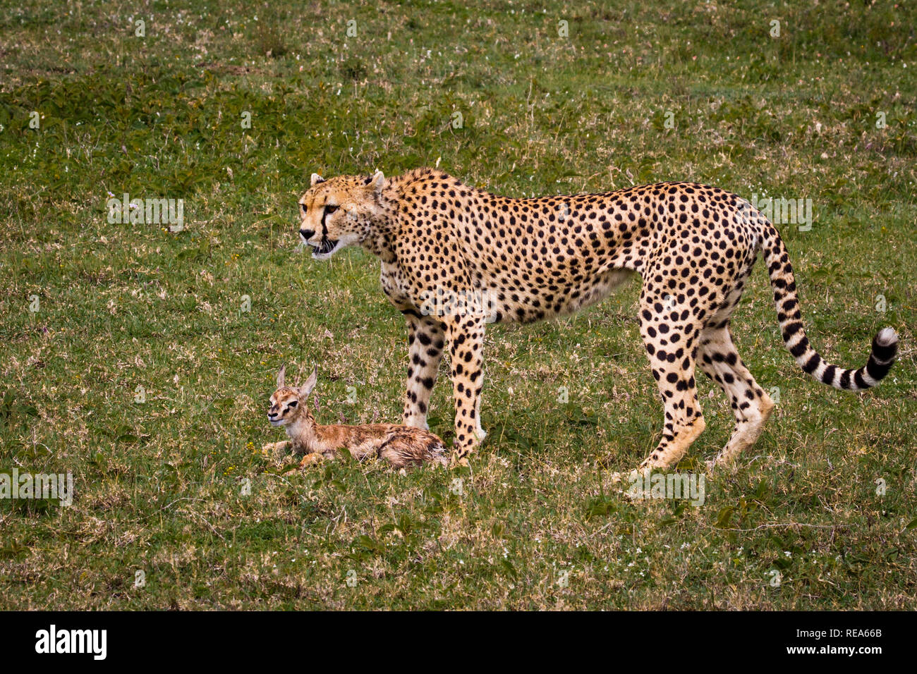 Gazelle siblings hi-res stock photography and images - Alamy