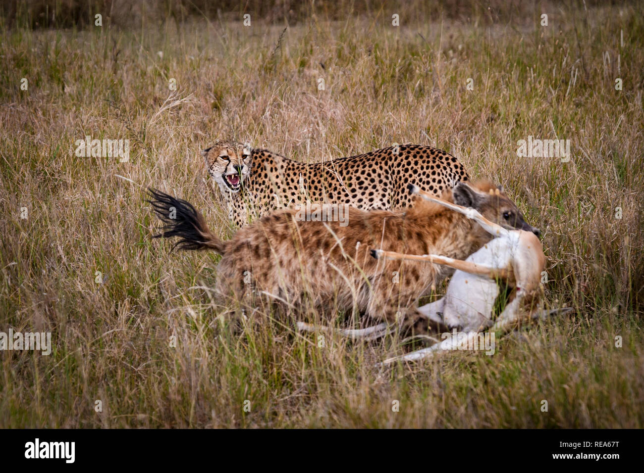 Cheetah Vs Hyena