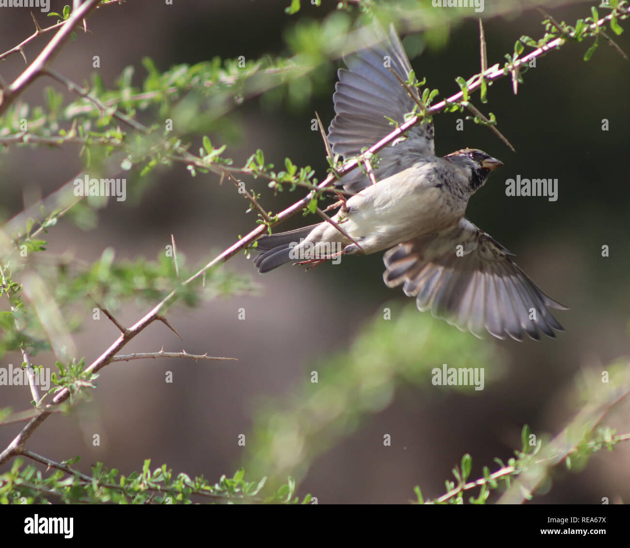 House sparrow in flight Stock Photo - Alamy