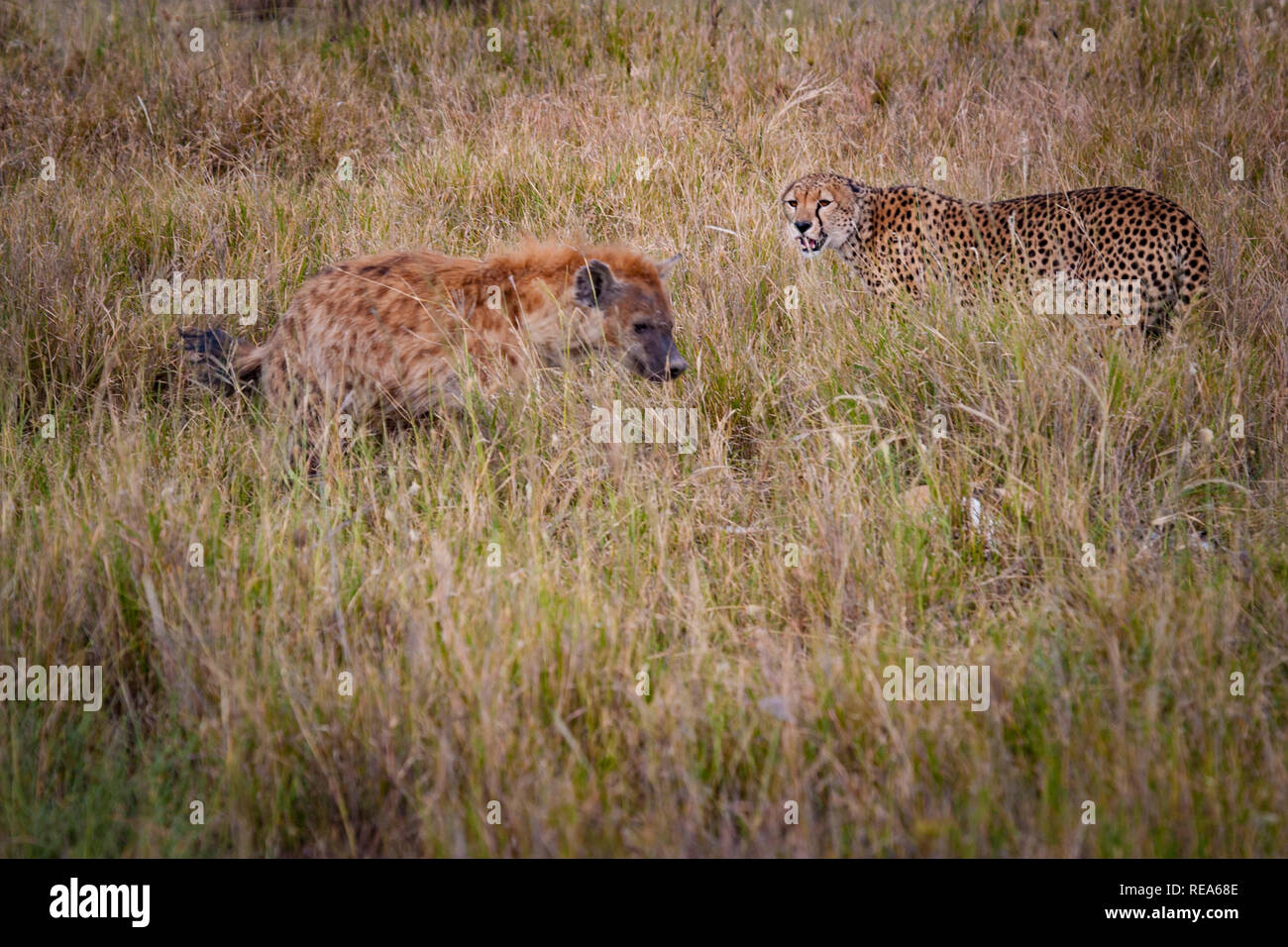 Cheetah with kill, Thompson gazelle, Serengeti National Park, Tanzania ...