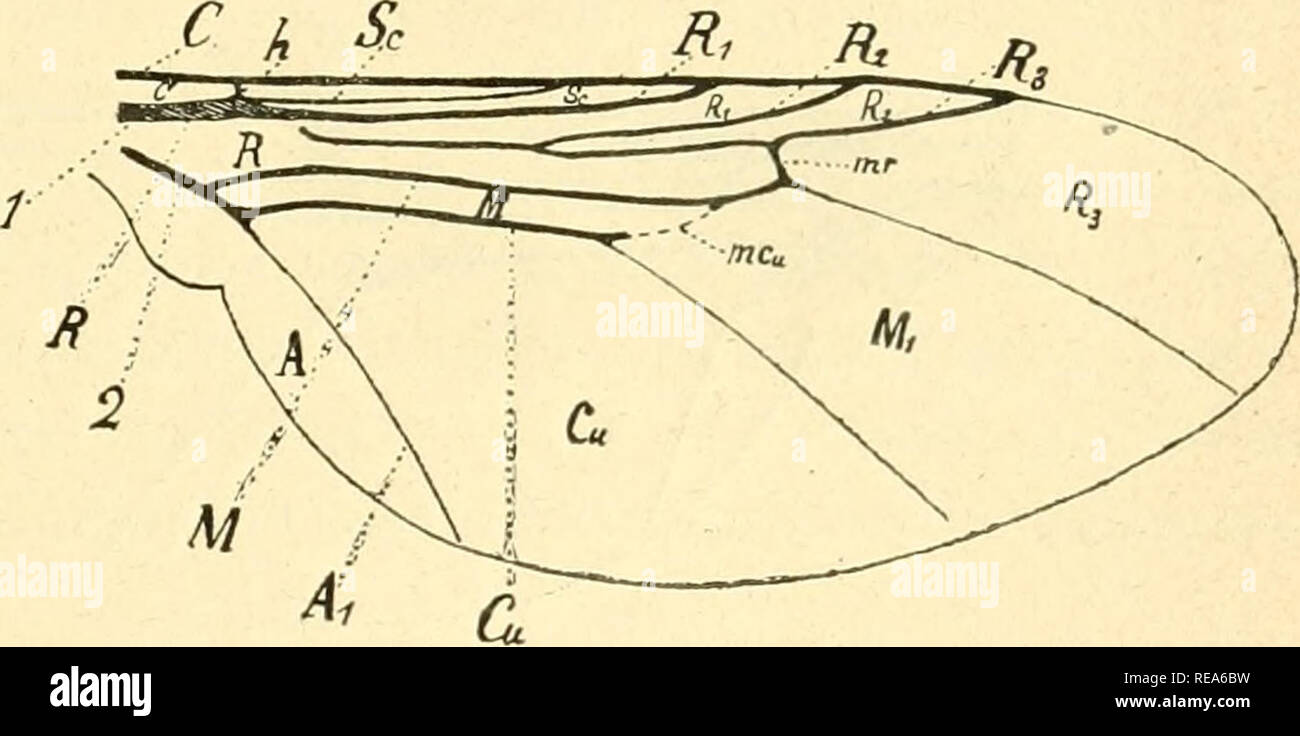 . Contribution Ã l'etude des pupipares. Diptera. THORAX 69 Le groupe ...
