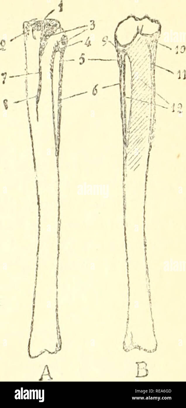 Tibial postérieur hi-res stock photography and images - Alamy