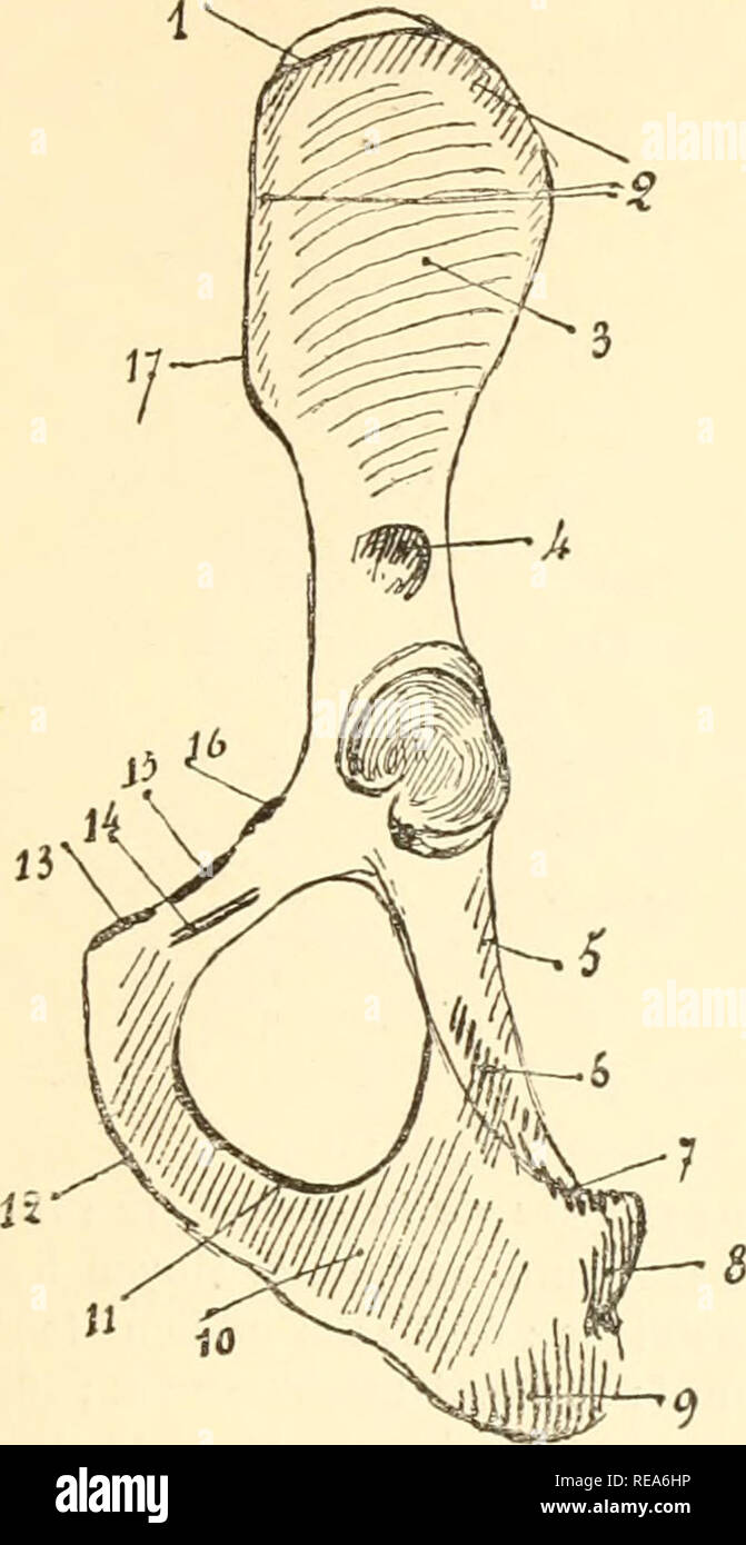 Os pelviens hi-res stock photography and images - Alamy