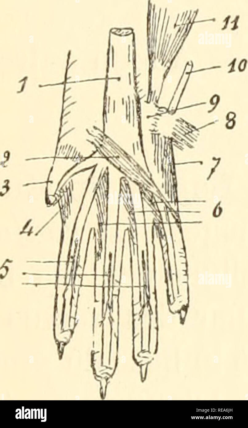 Main du pouce hi-res stock photography and images - Alamy