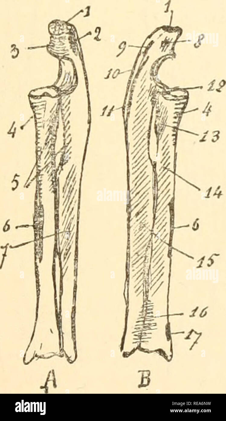 . Contribution à la myologie des rongeurs. Rodents; Anatomy ...