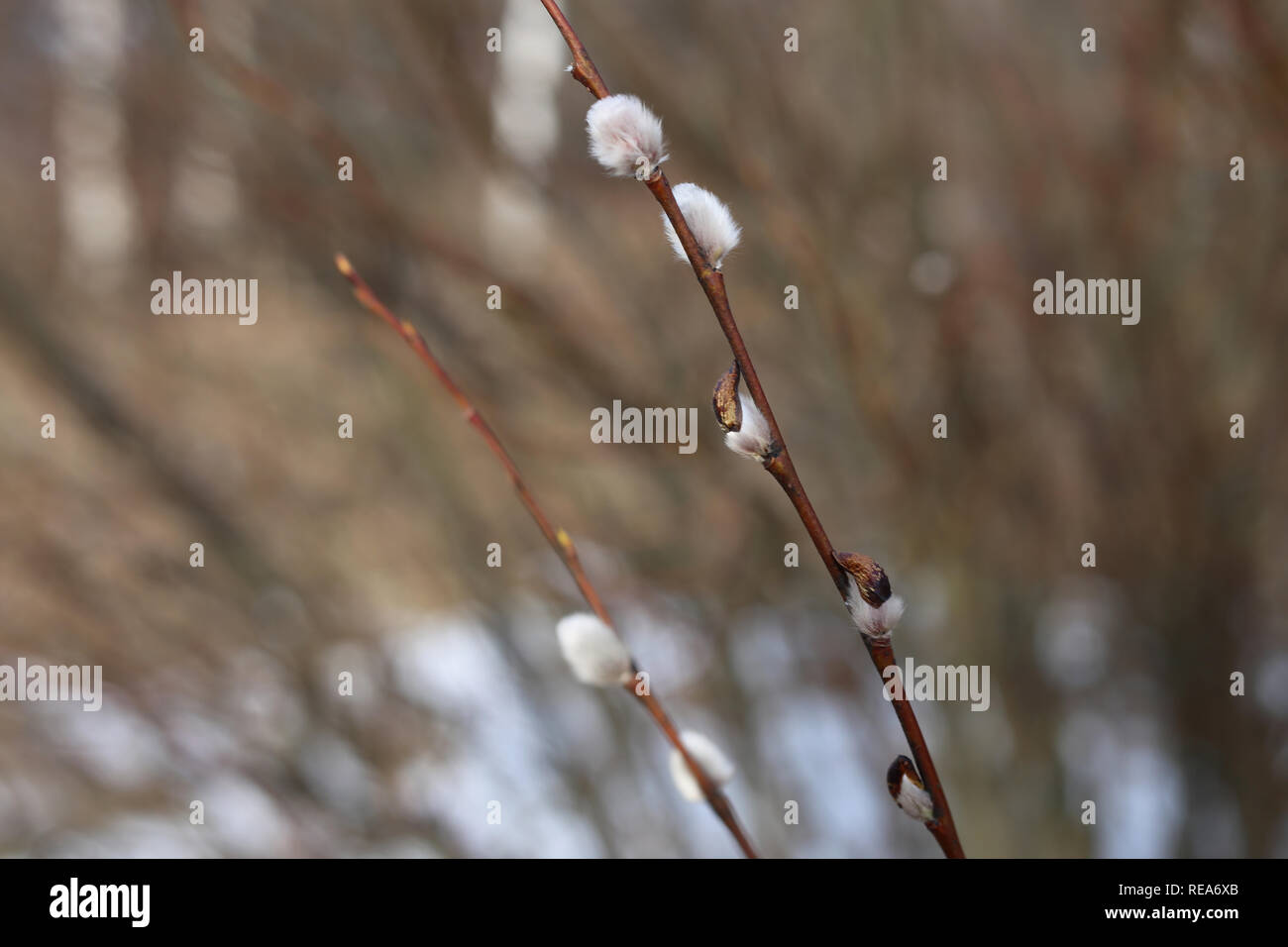 Willow tree catkins in close up. Beautiful signs of spring and symbols ...