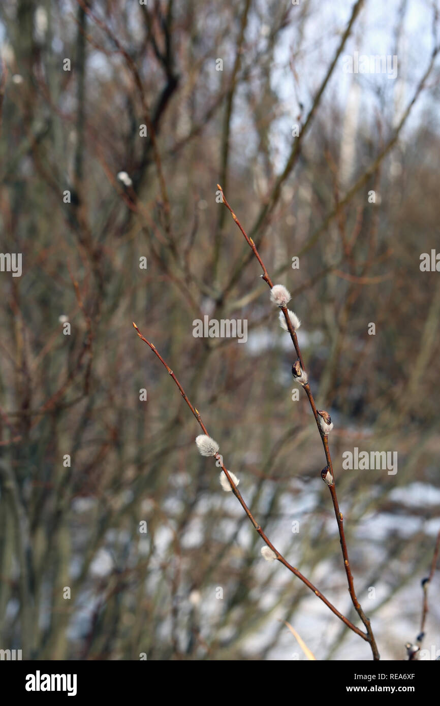Willow tree catkins in close up. Beautiful signs of spring and symbols ...