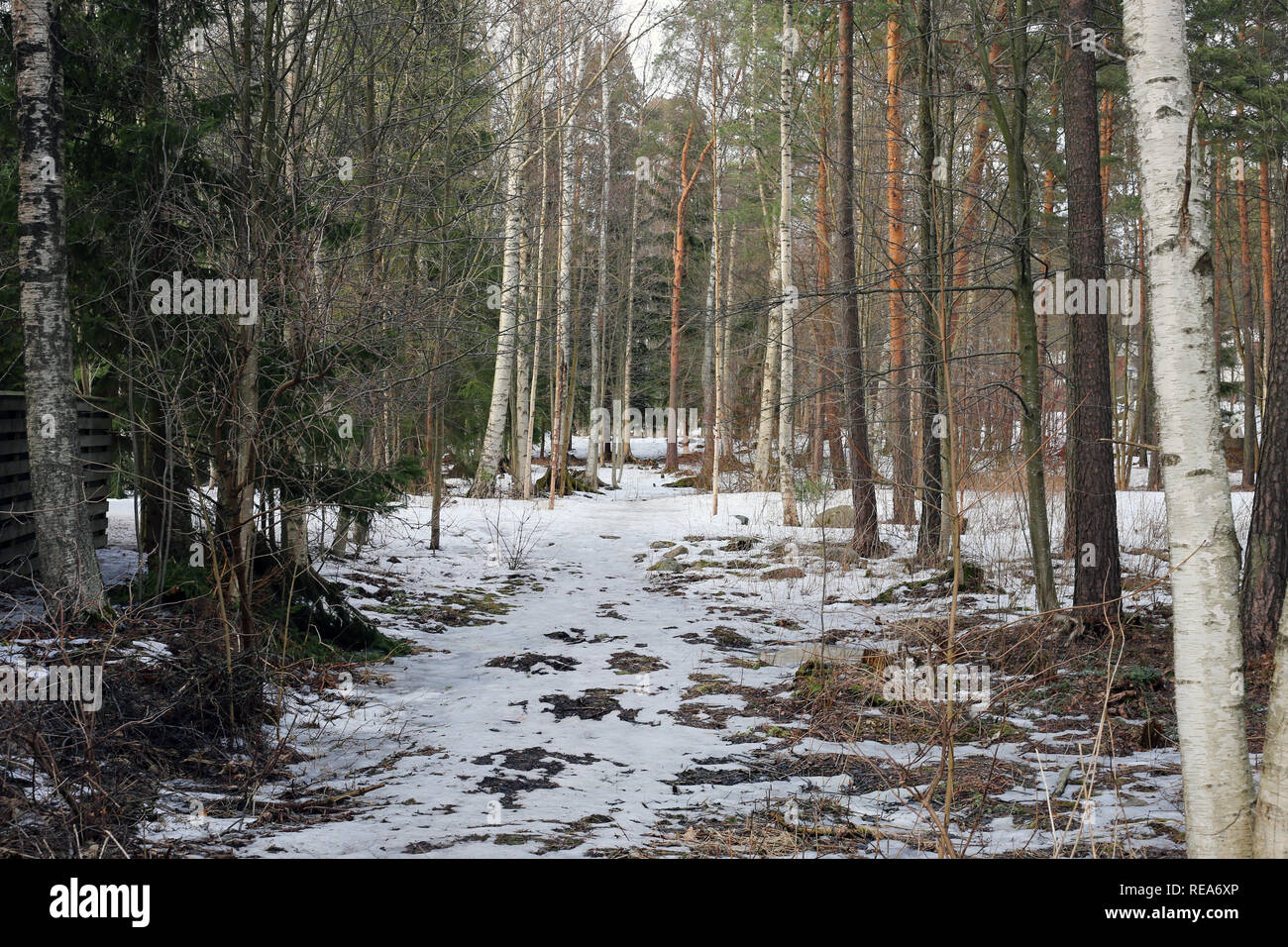 Nordic nature - a forest including spruce, birch and pine trees ...