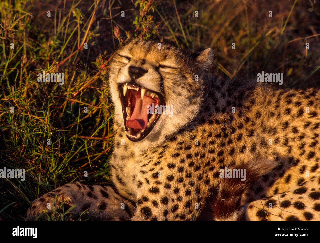 Young cheetah yawning, Serengeti National Park, Tanzania Stock Photo ...