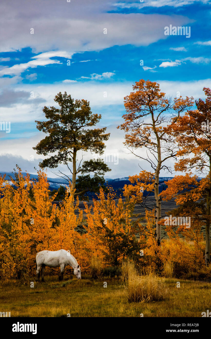 Horse grazing, Absaroka Ranch, autumn, Wyoming Stock Photo - Alamy