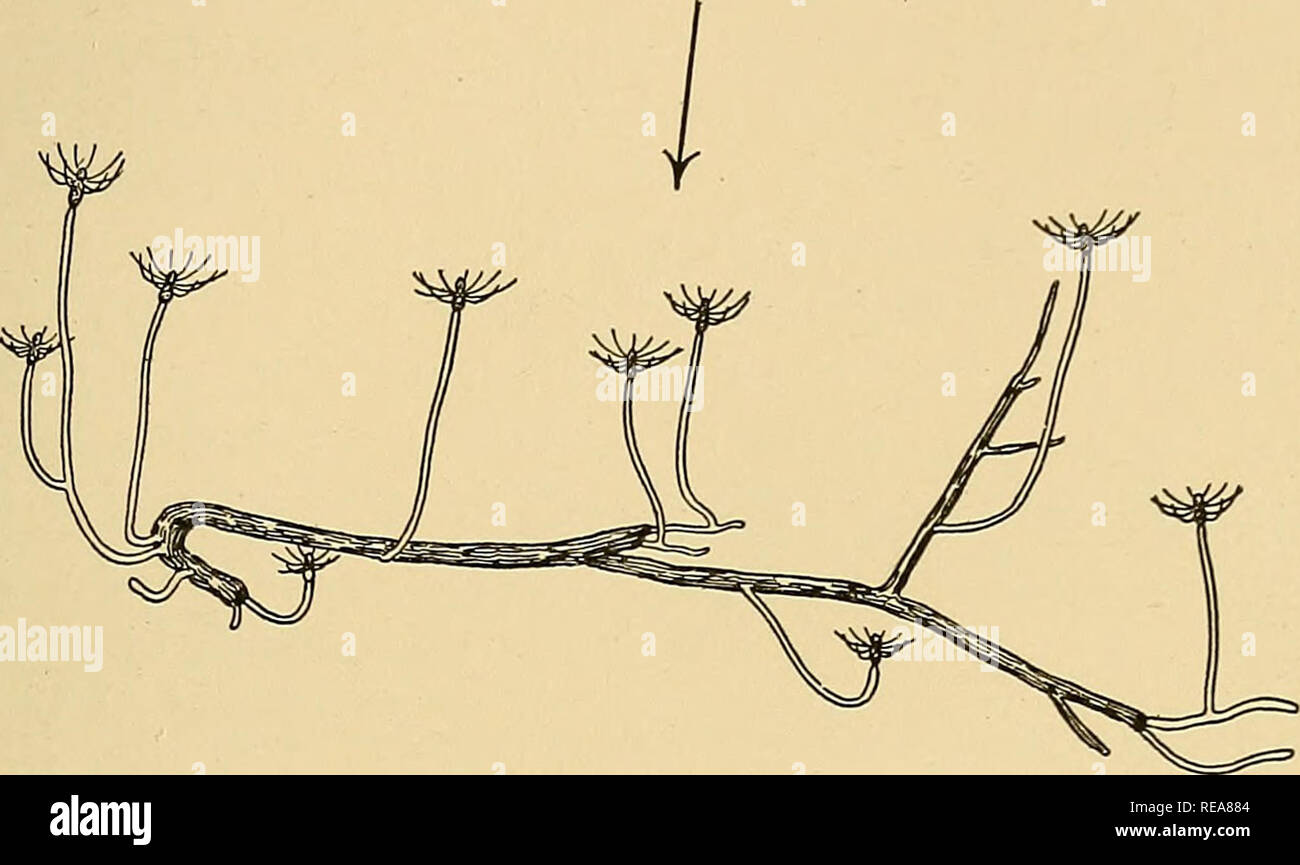 . The dynamics of living matter. Biochemistry; Reproduction ...