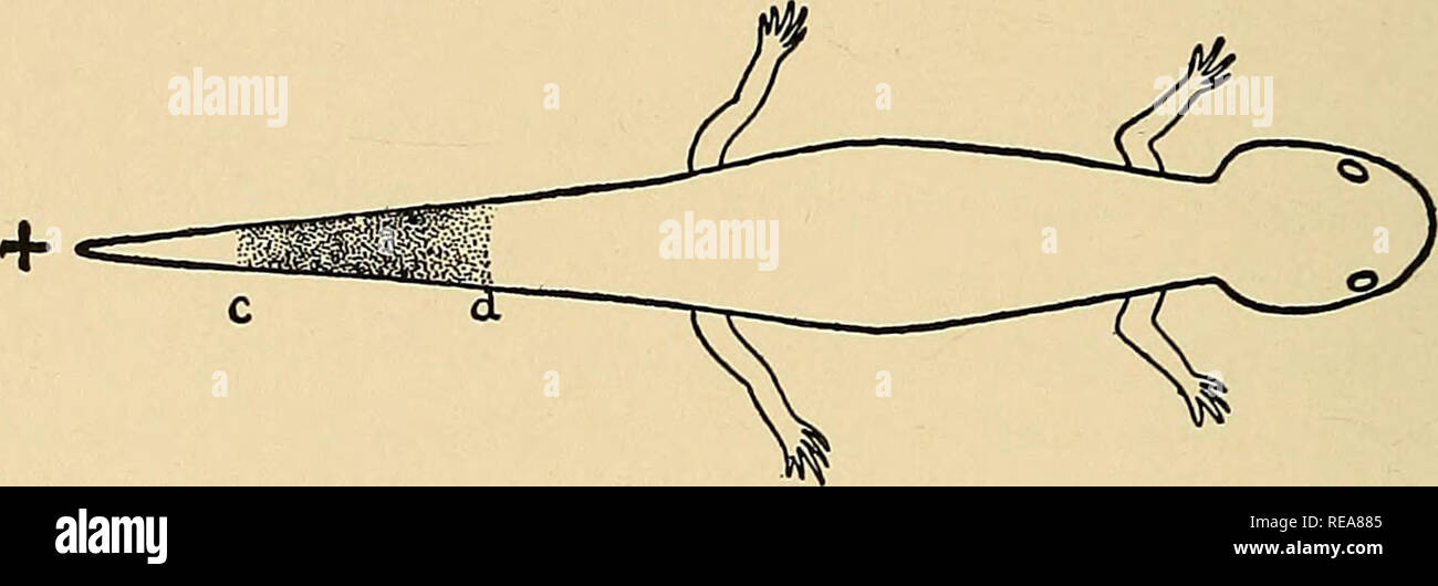 . The dynamics of living matter. Biochemistry; Reproduction ...