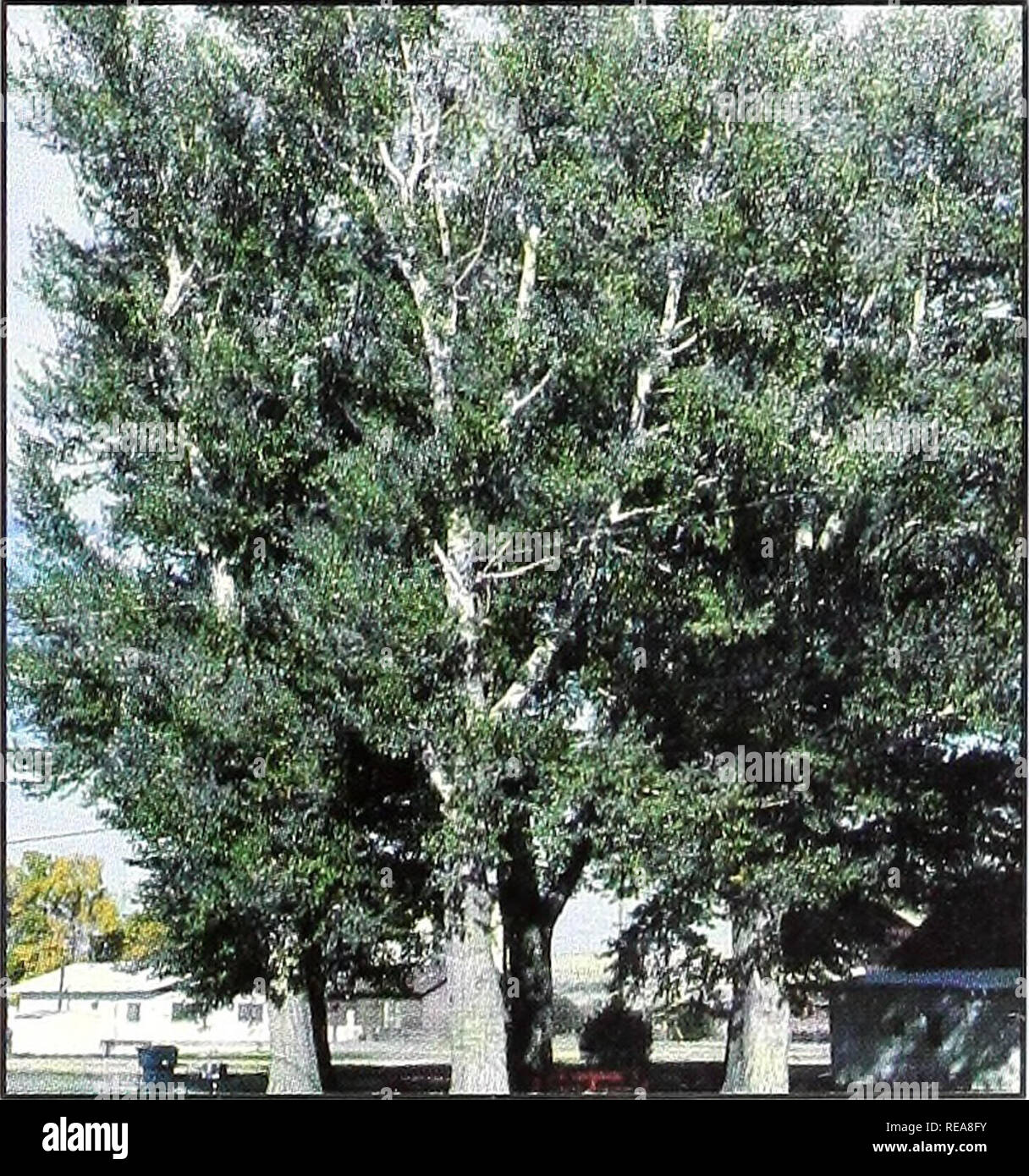 . Conservation trees and shrubs for Montana. Shrubs; Trees; Protected ...