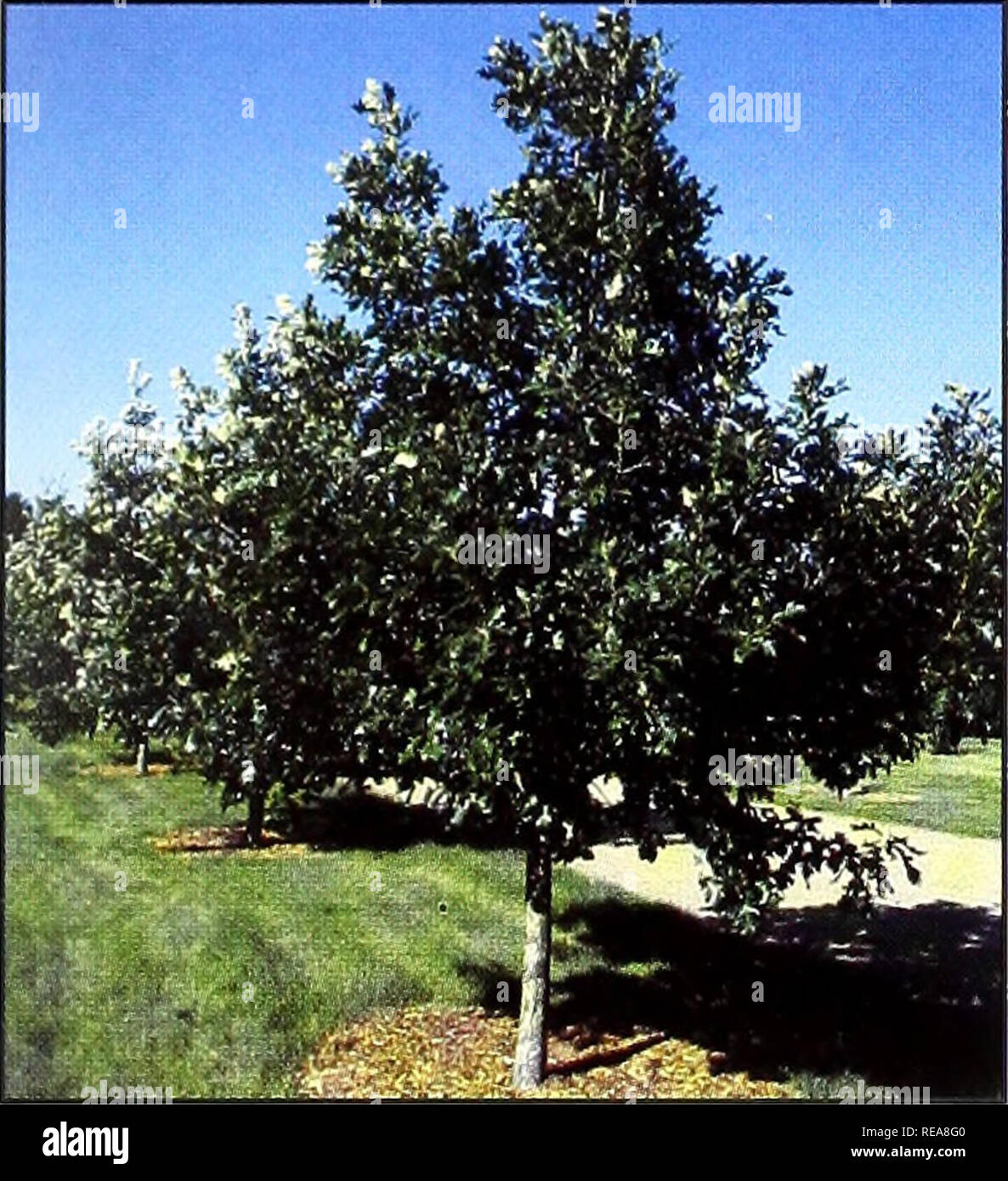 . Conservation trees and shrubs for Montana. Shrubs; Trees; Protected ...