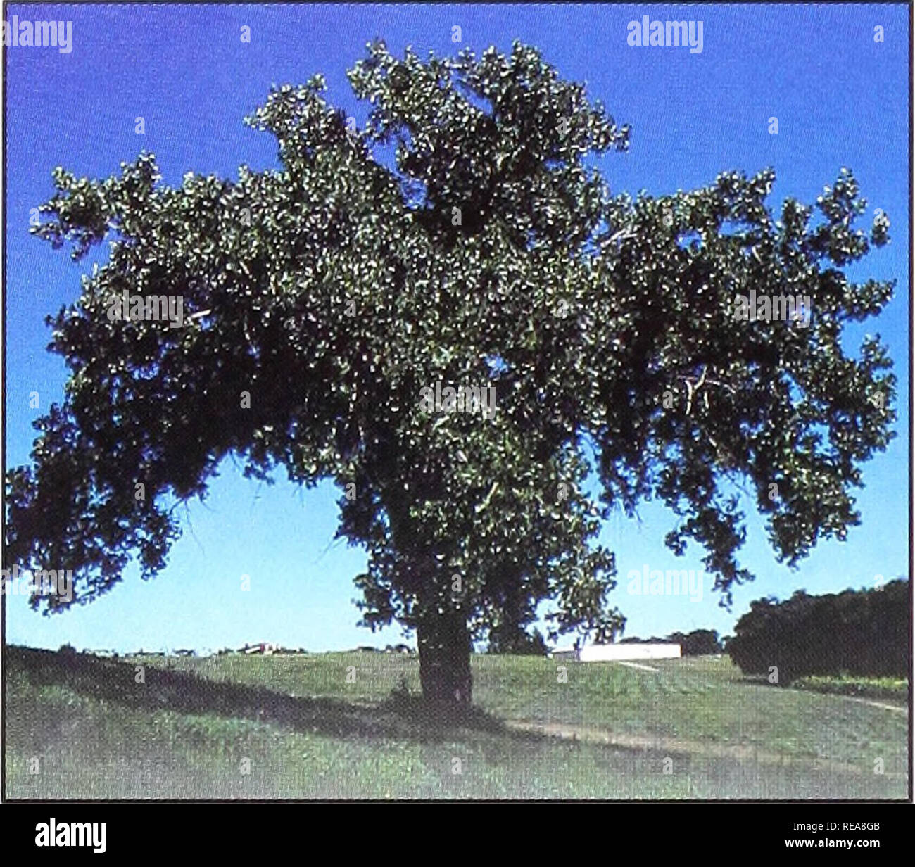 . Conservation trees and shrubs for Montana. Shrubs; Trees; Protected ...