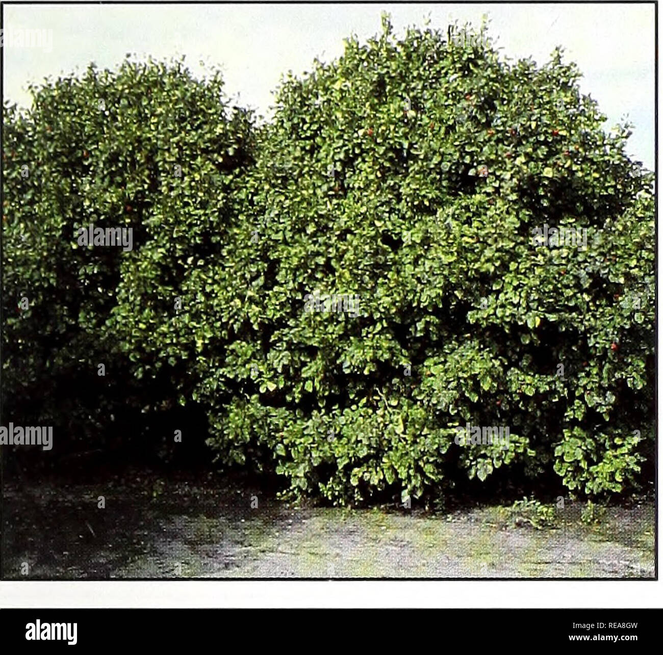 . Conservation trees and shrubs for Montana. Shrubs; Trees; Protected ...