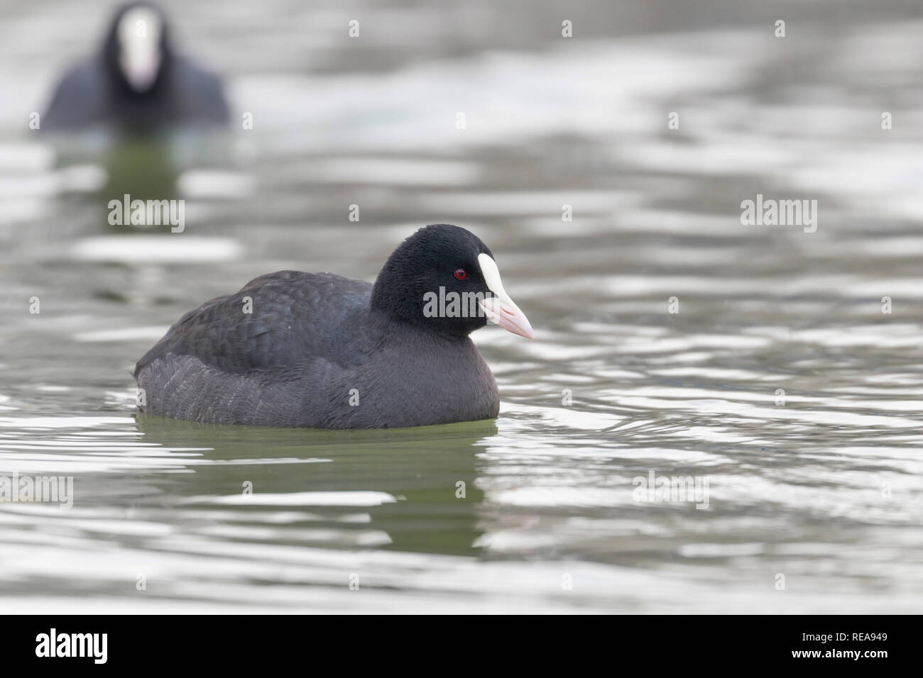 Coots swimming together hi-res stock photography and images - Alamy