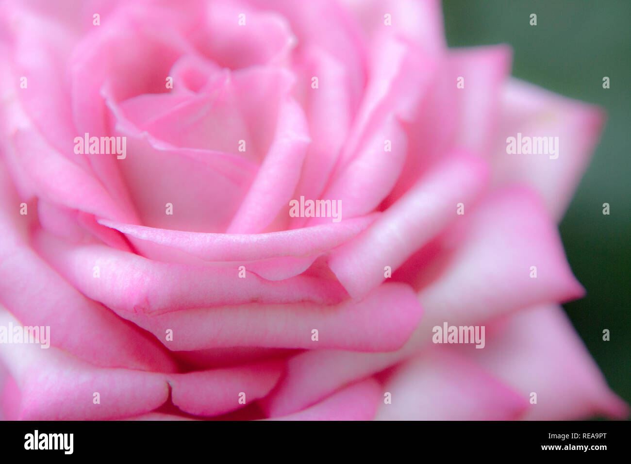 Portland rose garden hi-res stock photography and images - Alamy