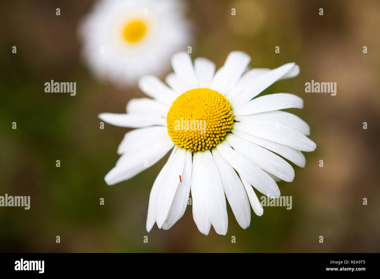 Lethargic Clipart Of Flowers