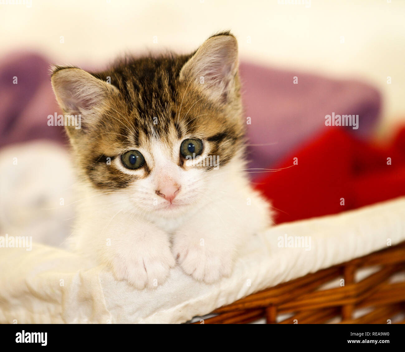 Forlorn face hi-res stock photography and images - Alamy