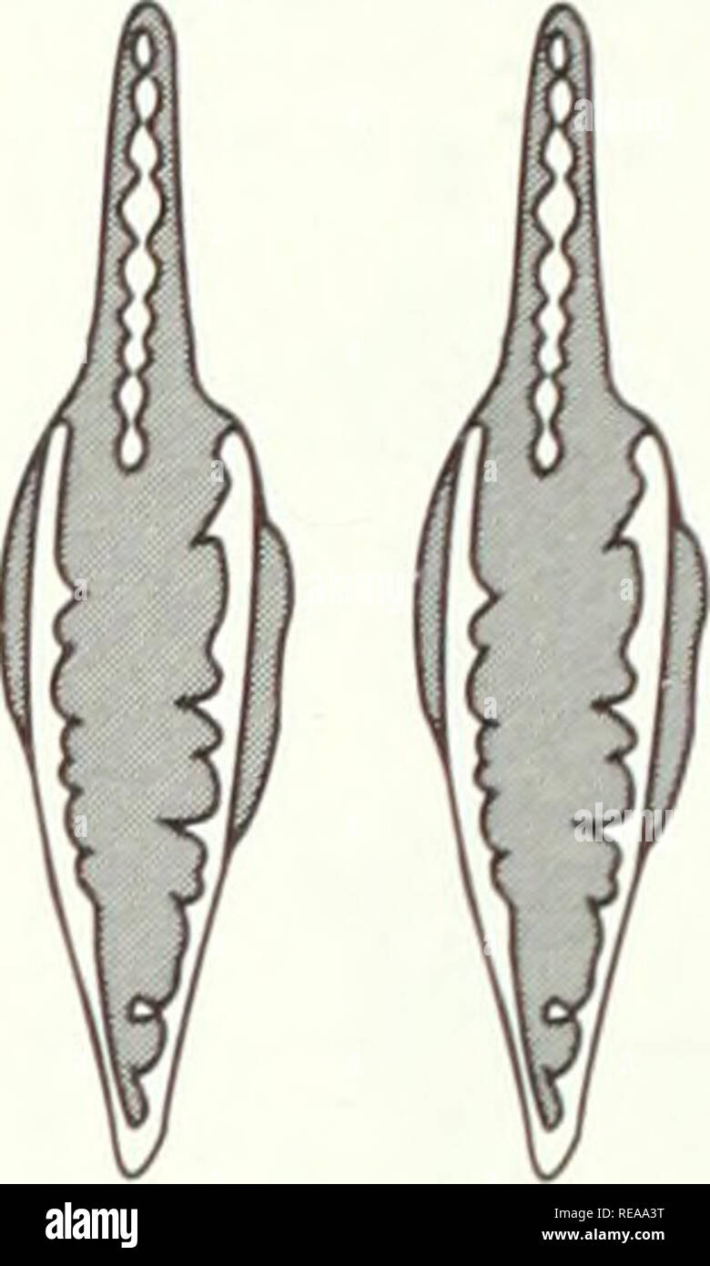 . Conodonts of the Lower Border group and equivalent strata (lower ...