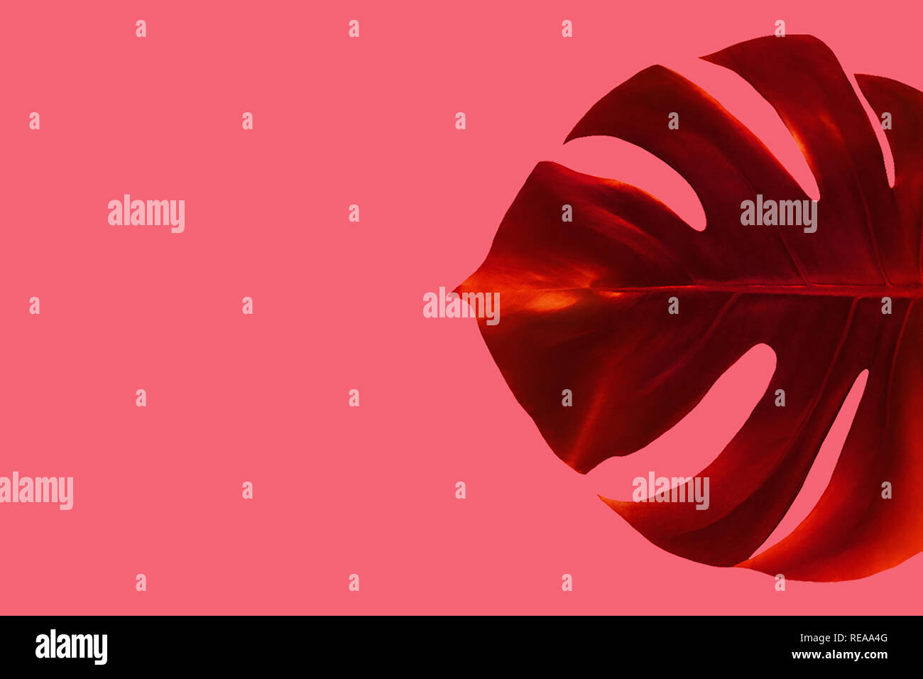 Monstera leaf Isolated photo Minimal background with bright red ...