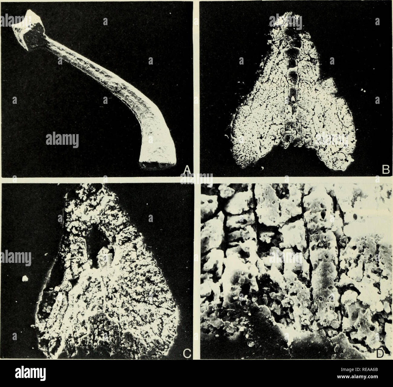 Lateral striations hi-res stock photography and images - Alamy
