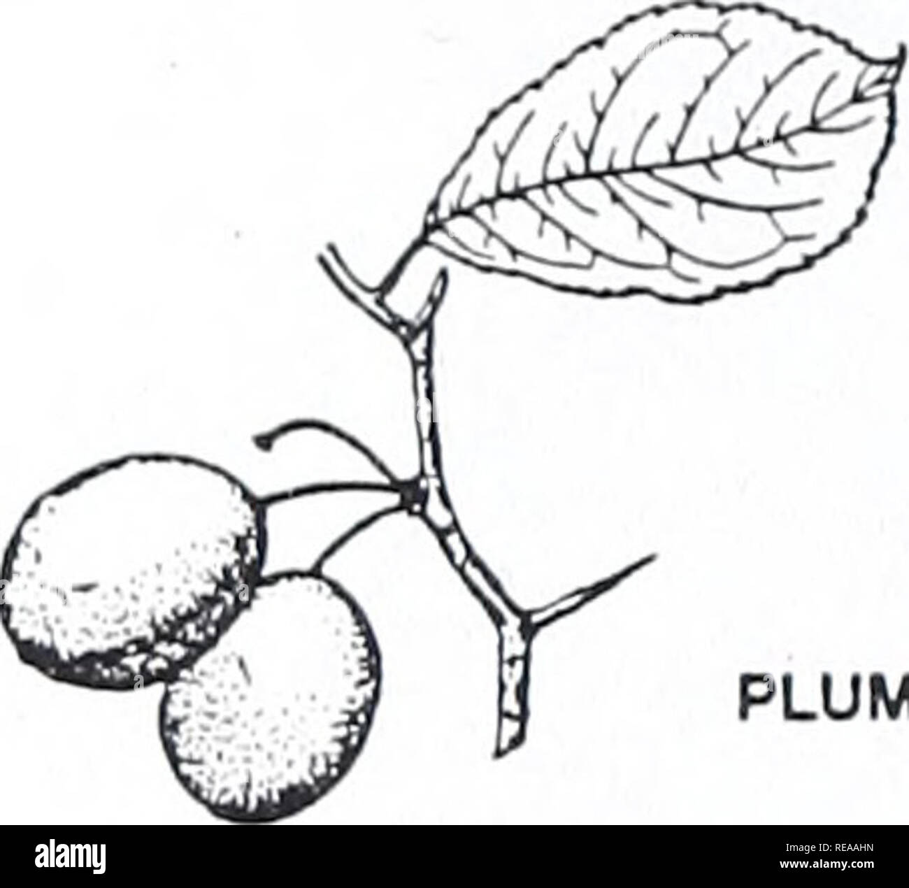 Are American Plums Edible