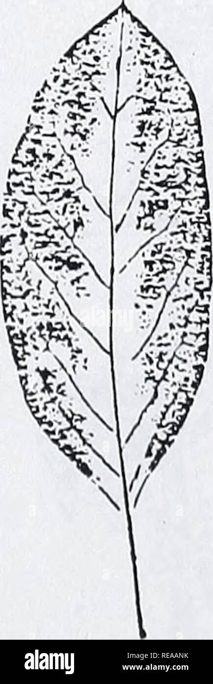 . Concord area trees and shrubs. Botany; Trees; Shrubs. SHRUBS ...