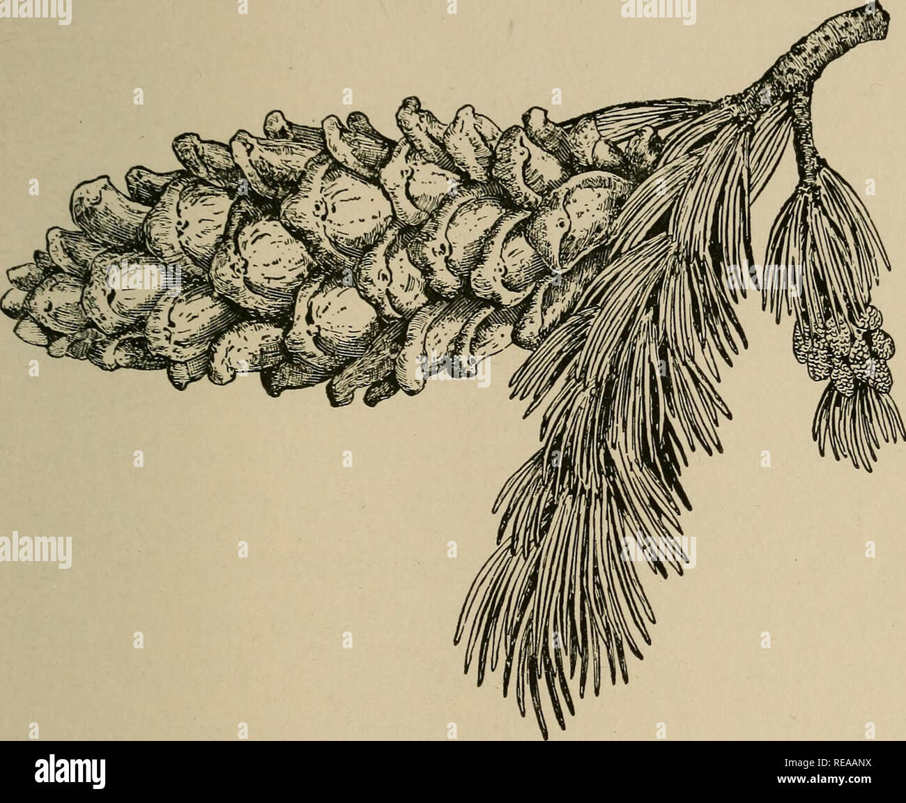 40 balfour hi-res stock photography and images - Alamy