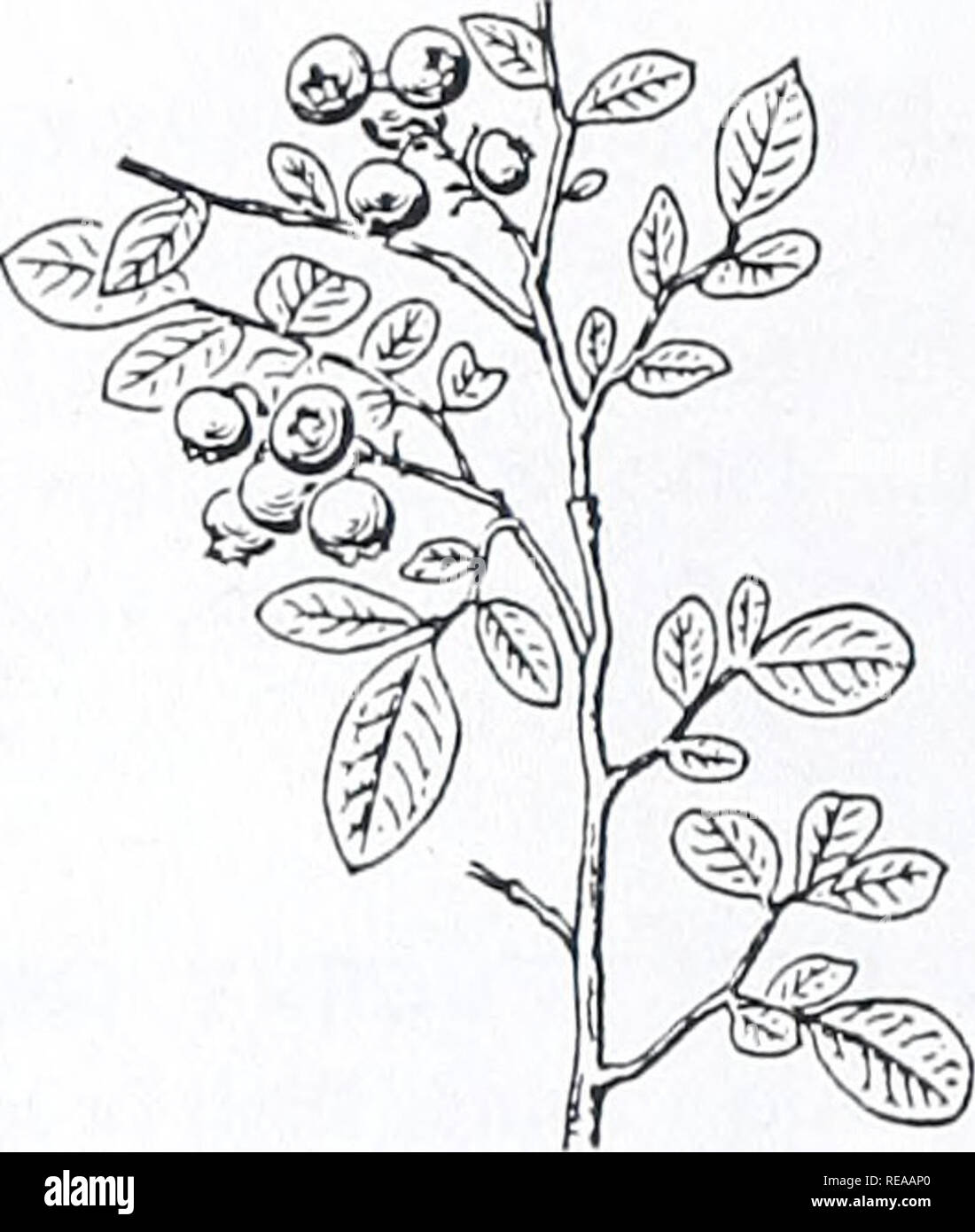 . Concord area trees and shrubs. Botany; Trees; Shrubs. BLUEBERRY ...