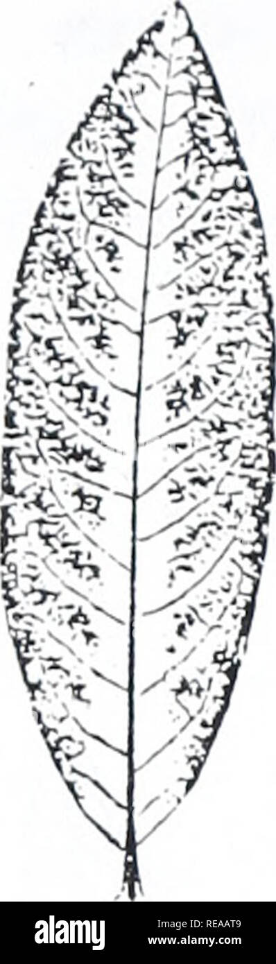 . Concord area trees and shrubs. Botany; Trees; Shrubs. SHRUBS ...