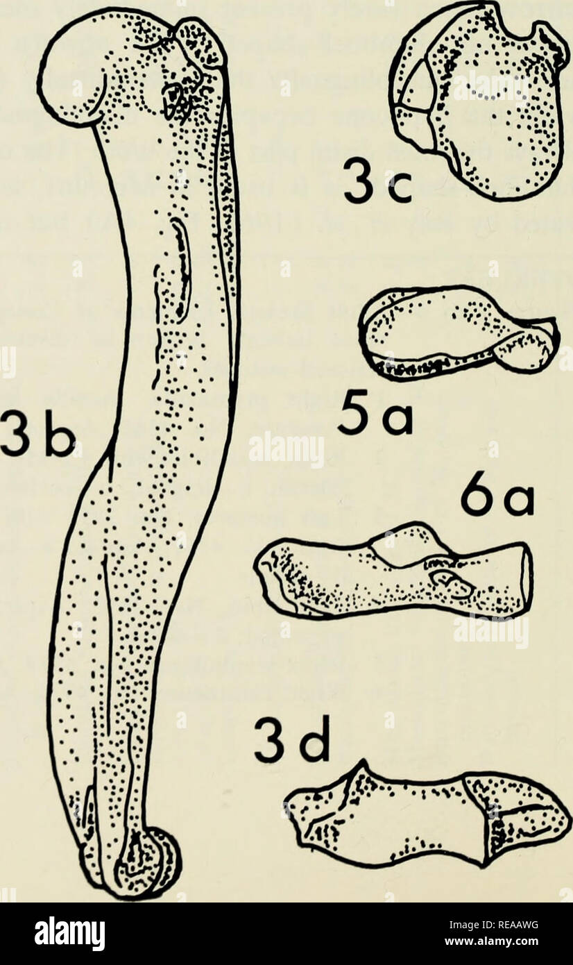 Talara peru hi-res stock photography and images - Alamy