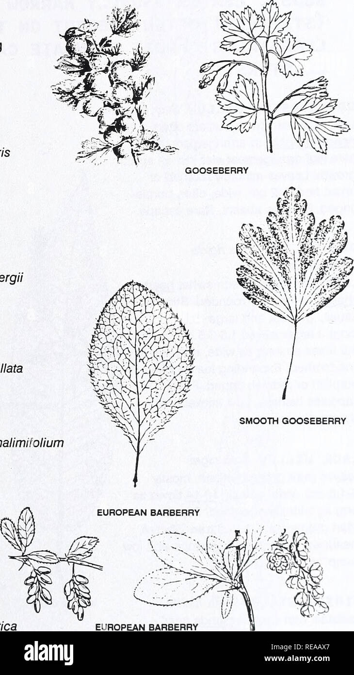 Bristle toothed hi-res stock photography and images - Alamy