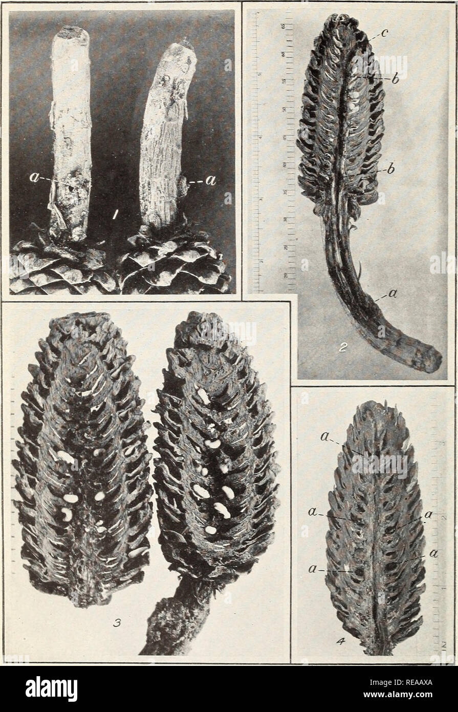 Pitch tube ponderosa pine tree hi-res stock photography and images - Alamy