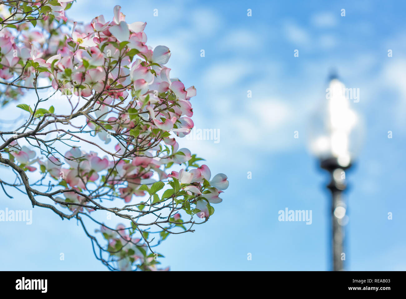 The Blossom in Spring Stock Photo - Alamy