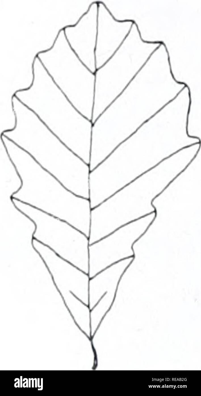 . Concord area trees and shrubs. Botany; Trees; Shrubs. SYCAMORE OAK ...
