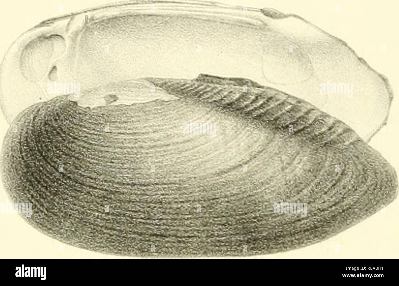 . Conchyliologie fluviatile de la province de Nanking. Mollusks ...