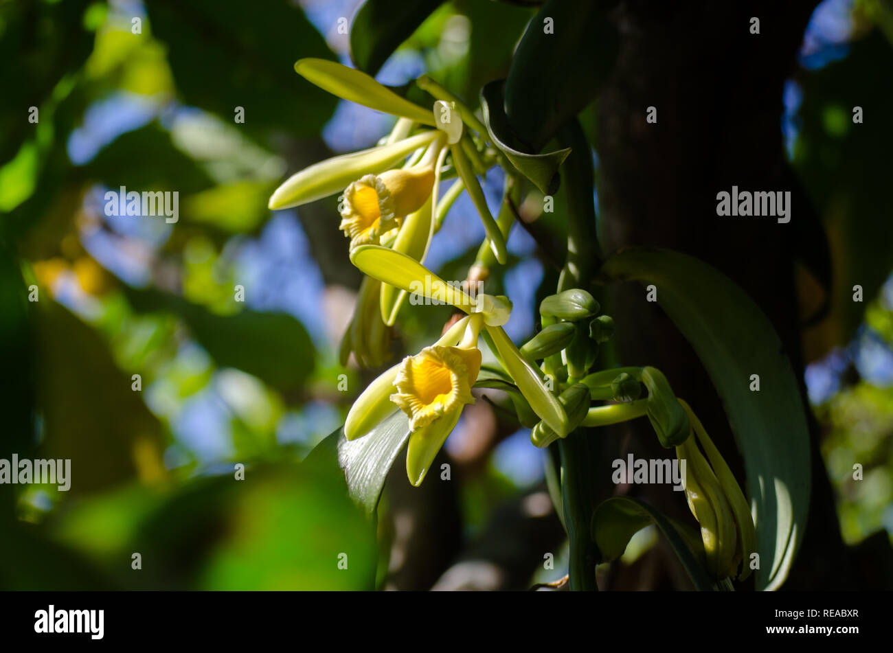 Vainilla tropical america hi-res stock photography and images - Alamy