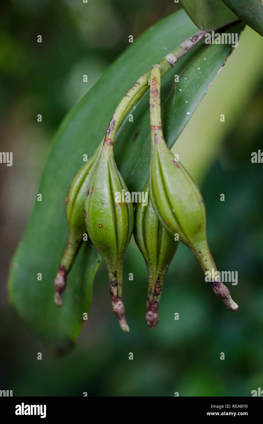 Orchid and seed hi-res stock photography and images - Alamy