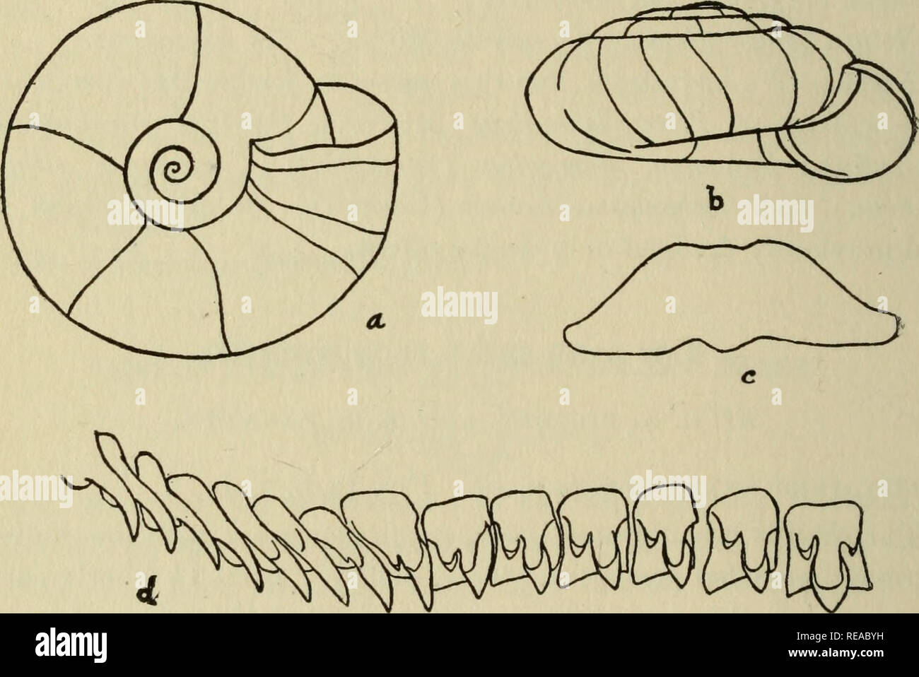 . The Conchologists' exchange. Mollusks. 64 THE NAUTILUS. much smaller ...